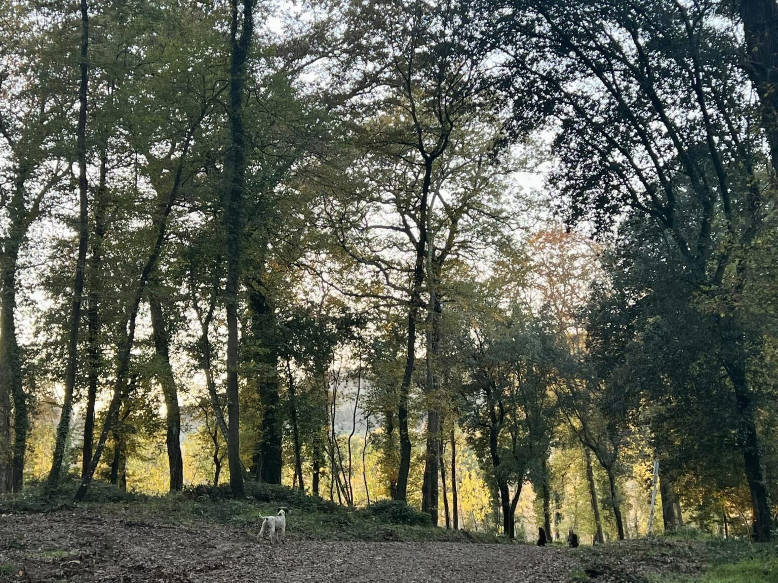 5 Reasons To Add Truffle Hunting In Tuscany To Your Travel List ...