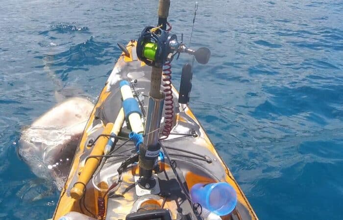 You Gotta See it to Believe It: Tiger Shark Attacks Fisherman in Kayak ...