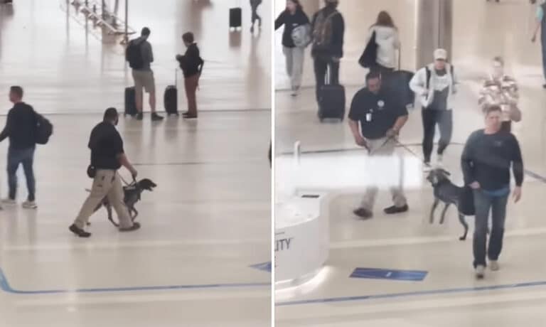 TSA Agent Caught Aggressively Handling Bomb-Sniffing Dog - JohnnyJet.com
