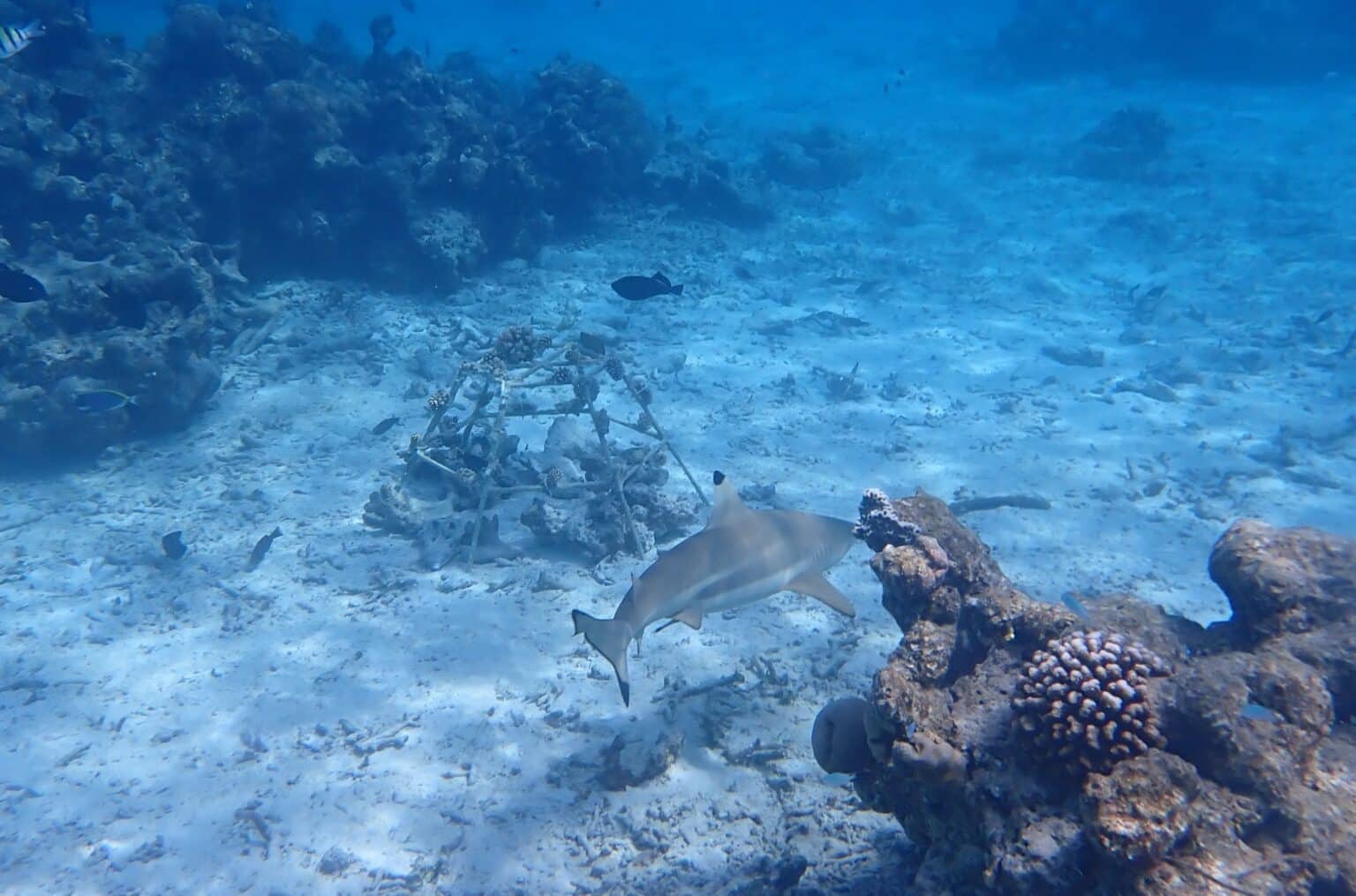 10 Reasons to Choose Coco Collection in the Maldives - JohnnyJet.com