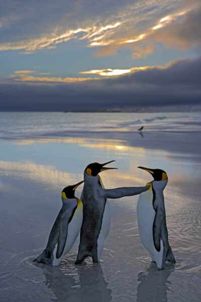 The funniest animal photos of 2024: The Nikon Comedy Wildlife Awards ...