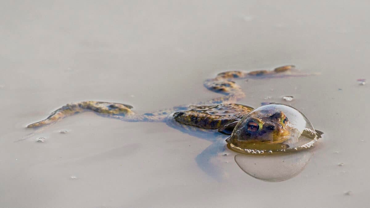 The funniest animal photos of 2024: The Nikon Comedy Wildlife Awards ...