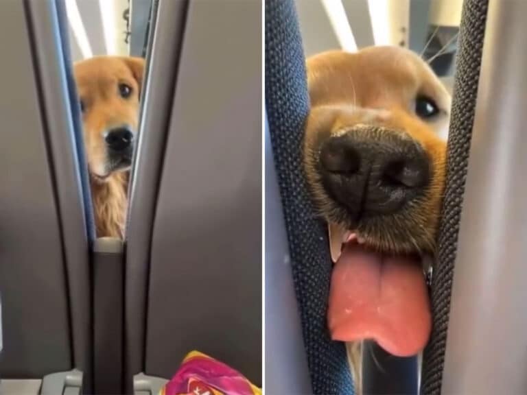 This Viral Dog on a Plane Video Might Be the Best Thing on the Internet ...